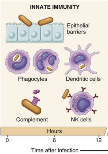 Dbcs Module 3 Exam Part 4 Intro To Immunology Flashcards Quizlet