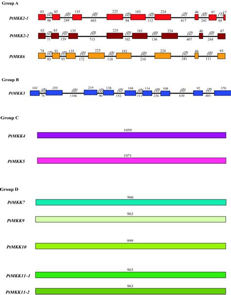 Intron And Exon Organization Of Poplar MAPKK Genes PtMKKs Introns