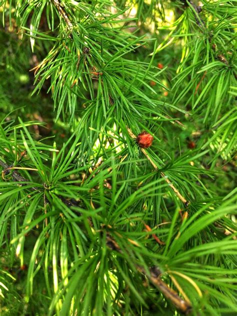 Pine Tree Needles Stock Photo Image Of Needles Forest