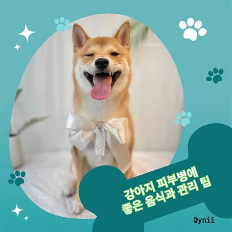 강아지 피부병 이렇게 해결하세요 강아지 피부병에 좋은 음식과 관리 팁