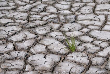 Viande et réchauffement climatique quel lien La table des éleveurs