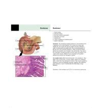 Duodenal Bulb And Mucosal Surface Of Duodenum With Light Micrograph Of
