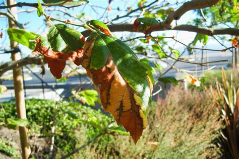 Sycamore Anthracnose Prevention And Treatment