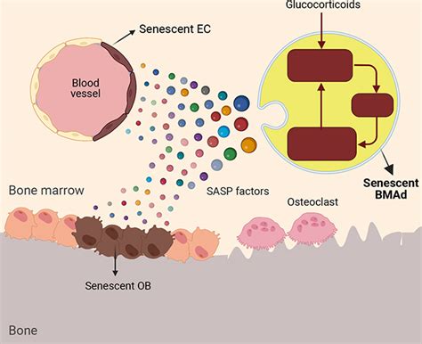 Oxylipin Pparγ Initiated Adipocyte Senescence Propagates Secondary