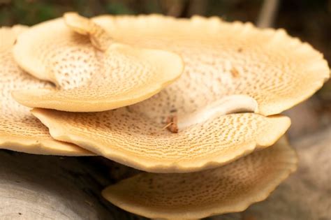 Premium Photo Giant Forest Mushrooms Dryads Saddle Pheasants Hind