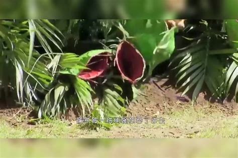 食蝇草一口吞了一条狗，路人看到后吓到了，它们真的这么厉害吗路人