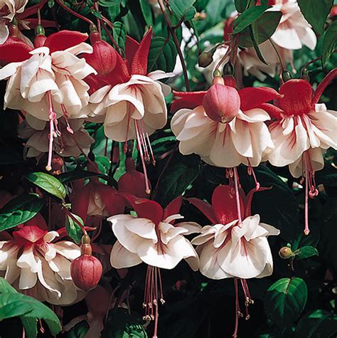 Fuchsia Named Varieties Nu Leaf Nursery