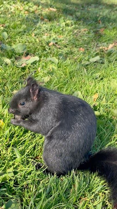 너무 귀여운 캐나다 다람쥐 ️🐿️ 캐나다 다람쥐 Youtube