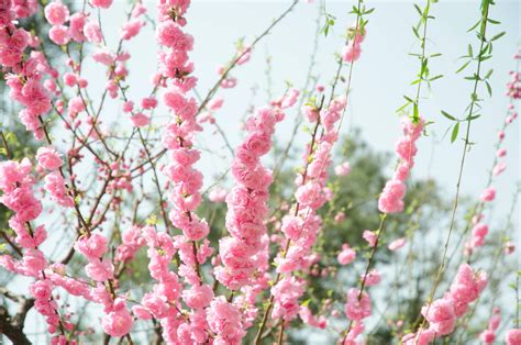 200 Pink Flowers Aesthetic Backgrounds