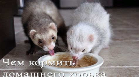 Чем кормить хорька в домашних условиях и сколько раз давать пищу