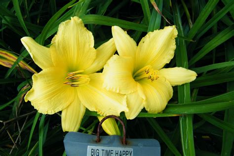 Products Page 6 Qb Daylily Gardens