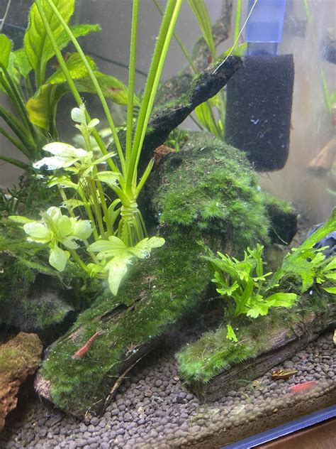 What Plants Algae Is This Rplantedtank