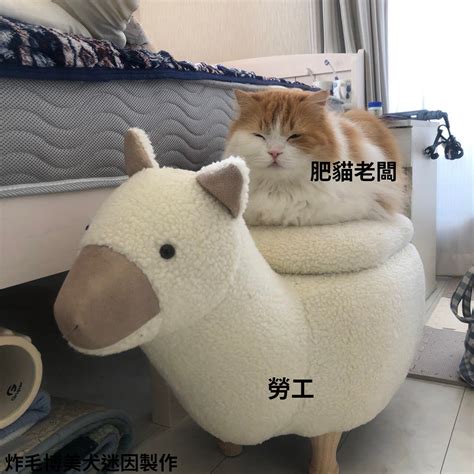 你們要自立自強呀 個人看板板 Dcard