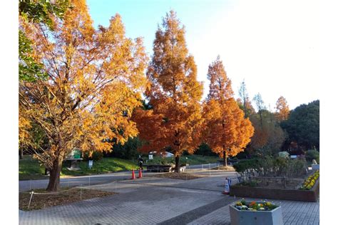 猿江恩賜公園の紅葉情報