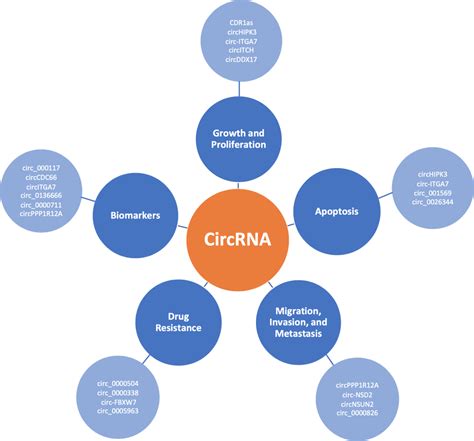 Roles Of Circrna In Colorectal Cancer Circrnas Have Been Identified To
