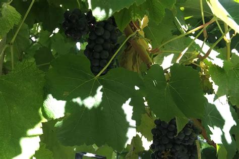 Smiths Avenue Wk 07 Bermuda 4 Bed House For Rent 96391443 Rentberry