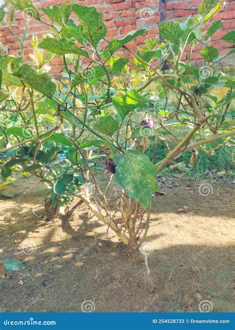 Brinjal On Tree Stock Image 64959307