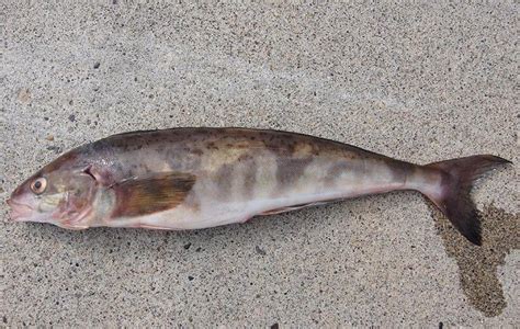 ホッケ 2012 09 21 WEB魚図鑑