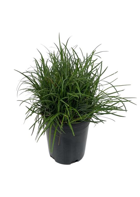 Ophiopogon Japonicus 1 Gallon The Garden Corner