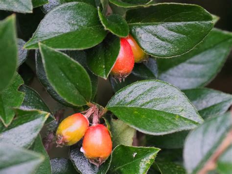 7th October The Garden Diary