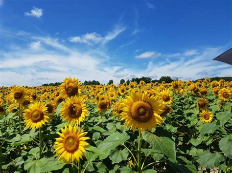 5 Places For The Best Sunflower Field San Diego Days Out On The Farm