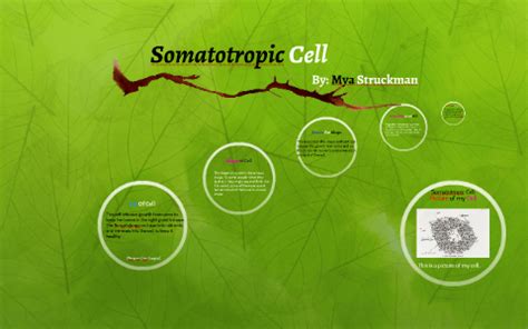 Somatotropic Cell By Mya Struckman On Prezi