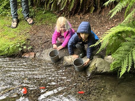 Salmon Restoration Edmonds Environmental Council