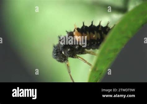 Beetle Larva Instar Stock Videos And Footage Hd And 4k Video Clips Alamy