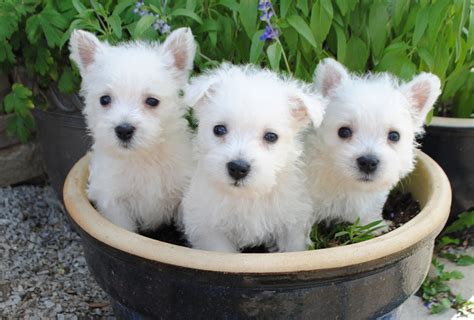 West Highland White Terrier Puppies For Free Bounty West Highland