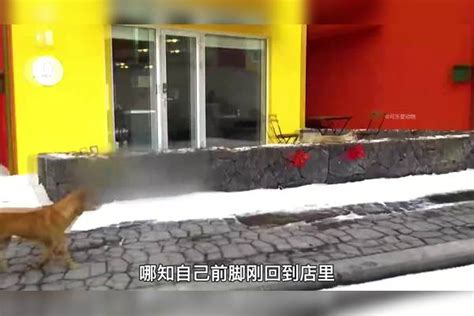 两只流浪狗盯上了饭店，店主好心收留了他们，从此饭店生意爆火好心流浪狗生意