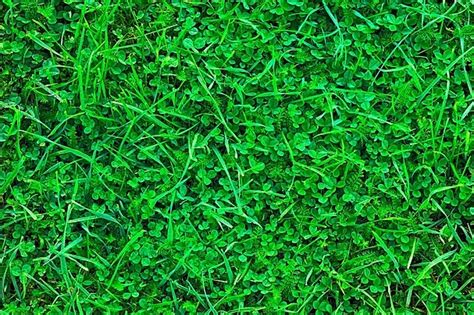 Park Park Grass Environment Photo Background And Picture For Free