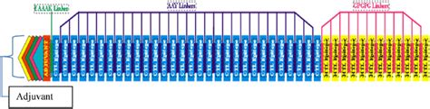Construction Of Multi Epitope Subunit Vaccine Download Scientific