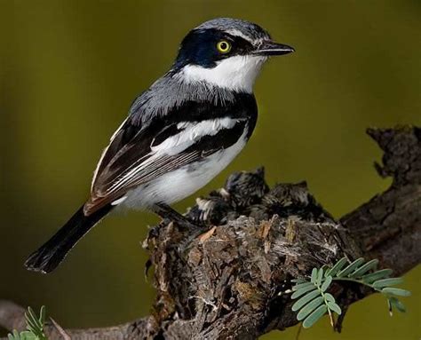 Pririt Batis Alchetron The Free Social Encyclopedia