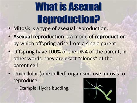 Mitosis Asexual Reproduction Ppt Download
