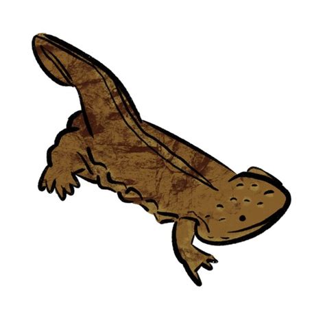 Amphibian Species Photo ID Flashcards Quizlet