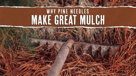 Why Pine Needles Make Great Mulch And How To Make Your Own Tree