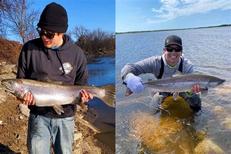 Steelhead Vs Salmon How Are They Different