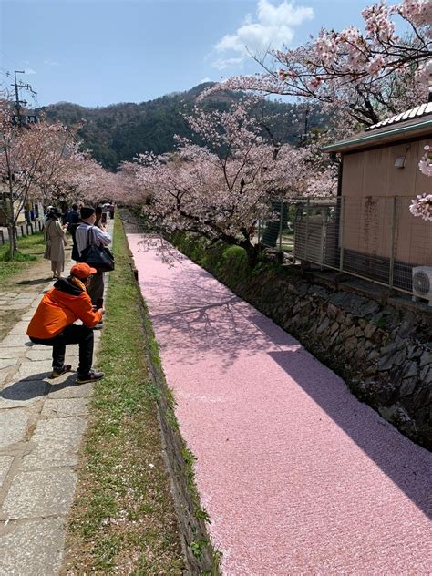 散りぎわだからこその美しさ京都・哲学の道にあらわれた「桜の花道」が話題に｜まいどなニュース