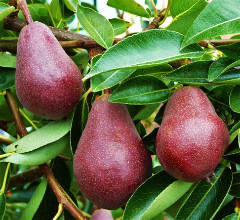 Pyrus Communis Red Bartlett Pear Fruit Garden Fruit Bartlett Pears