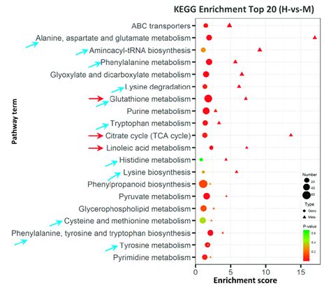 Integrated Analysis Of Kegg Enrichment Top20 Of Degs And Dams The