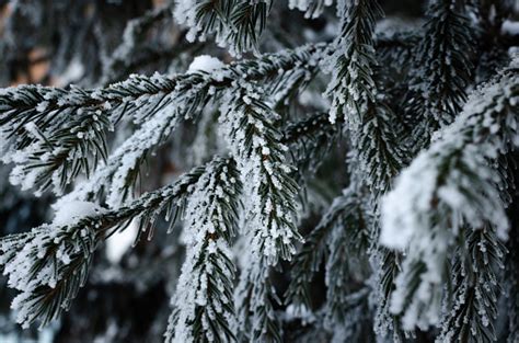 분기 블루 스프루 스는 눈과 서 리로 덮여 있다 겨울 그리고 자연입니다 0명에 대한 스톡 사진 및 기타 이미지 0명 12월 1월 Istock