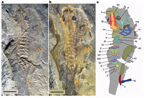 A Rock In Argentina Turns Out To Be The Oldest Tadpole Fossil Ever