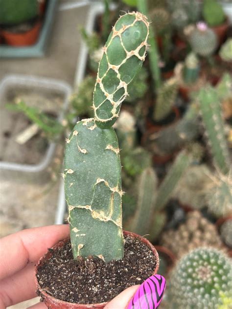 Opuntia ficus-indica 'Reticulata' COBRA SELECTED | Cactuses \ Opuntia ...