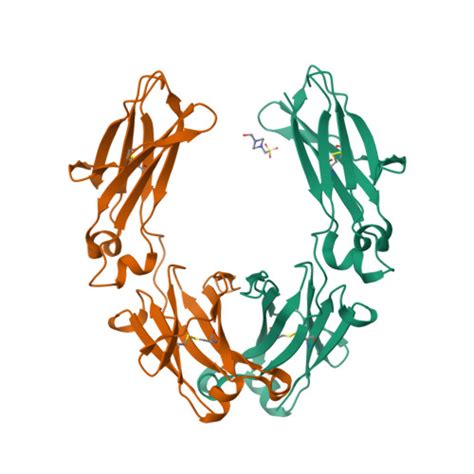 RCSB PDB 7RHO Human IgG1 Fc Fragment Hinge Free Expressed In E Coli