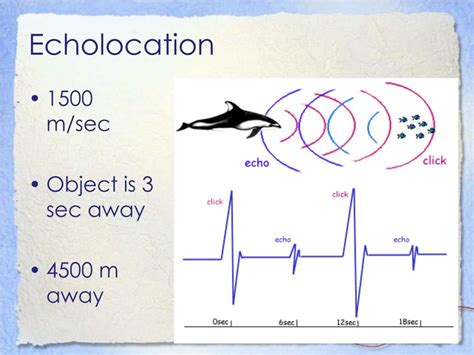 PPT Swimming Diving And Echolocation PowerPoint Presentation Free Download ID