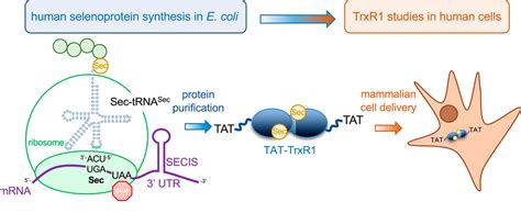 Frontiers Delivery Of The Selenoprotein Thioredoxin Reductase 1 To