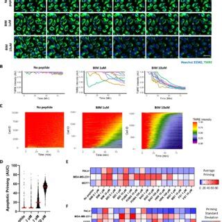 Schematic Of Real Time Bh Profiling And Cyclic Immunofluorescence A