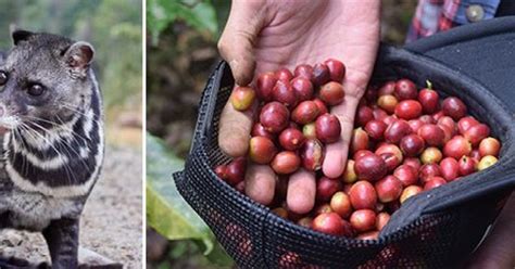 사향고양이가 만드는 루왁커피 강아지는 못 만들까