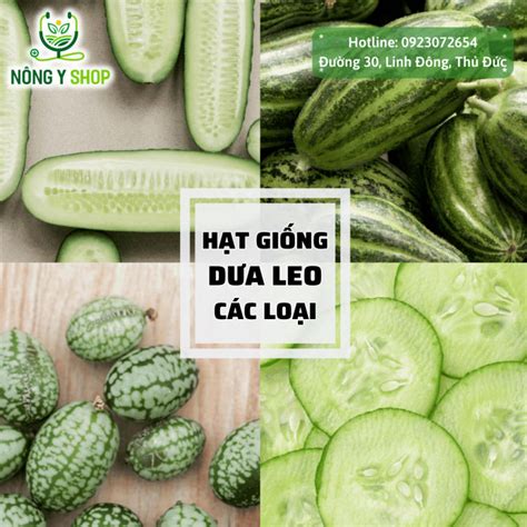 Hạt Giống Dưa Leo Các Loại Rạng Đông Dưa Leo Trái Dài Dưa Leo Nhật
