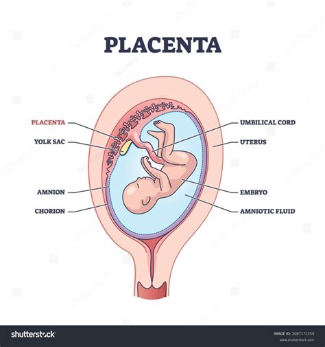 Amnion Biology Simple